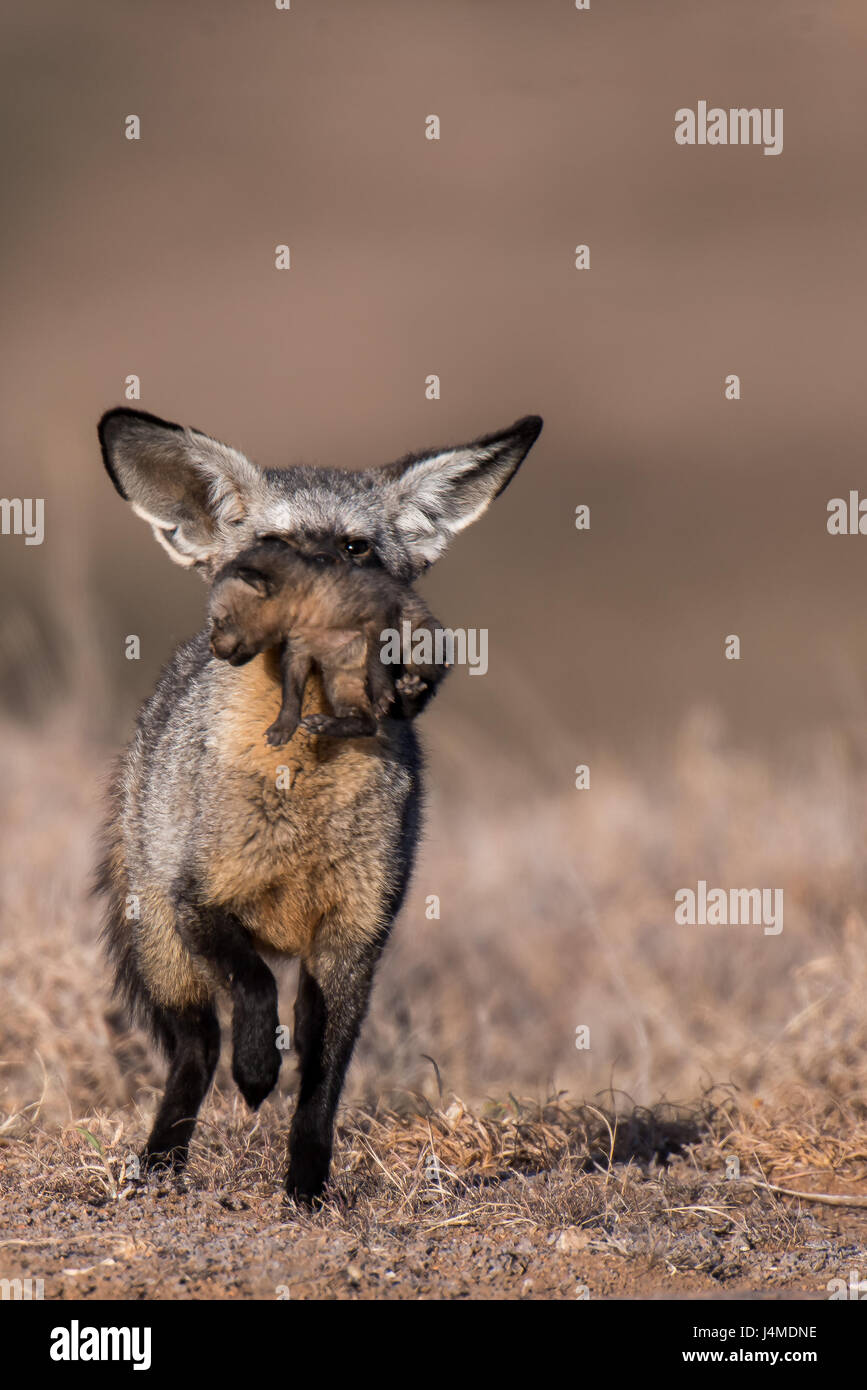 Bat eared fox carrying cub Stock Photo - Alamy