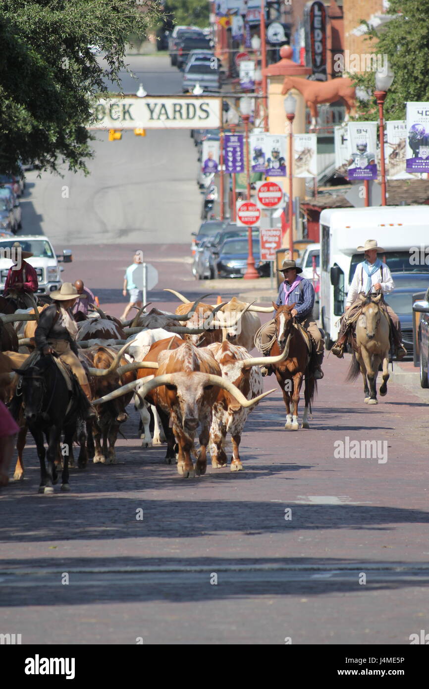 Cattle herder along livestock hi-res stock photography and images - Alamy