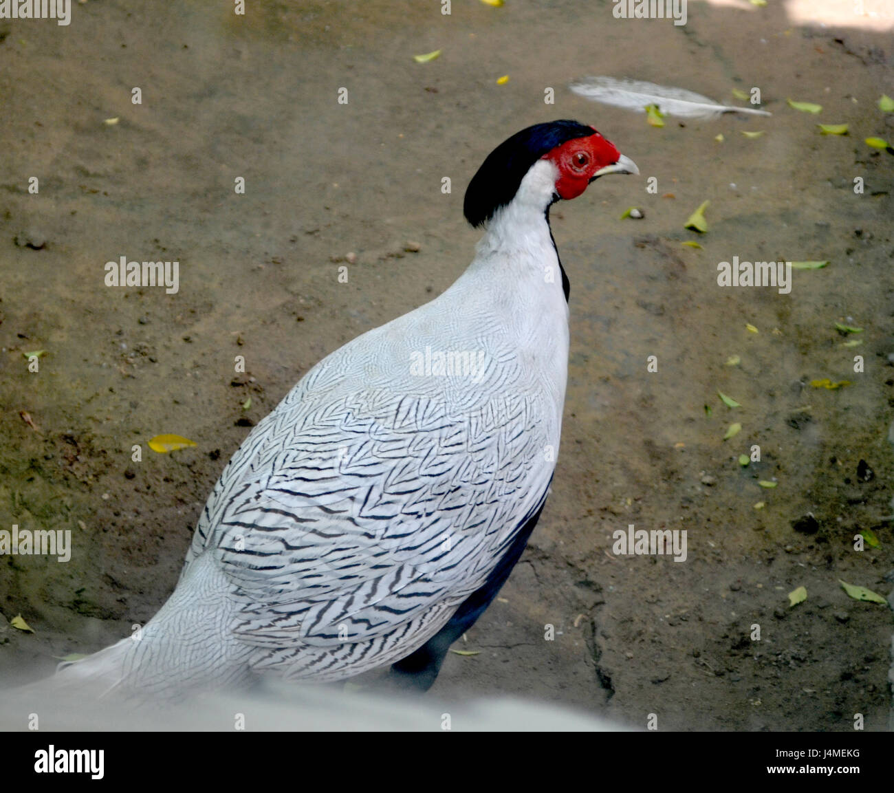 Pheasant in Delhi zoo Stock Photo - Alamy