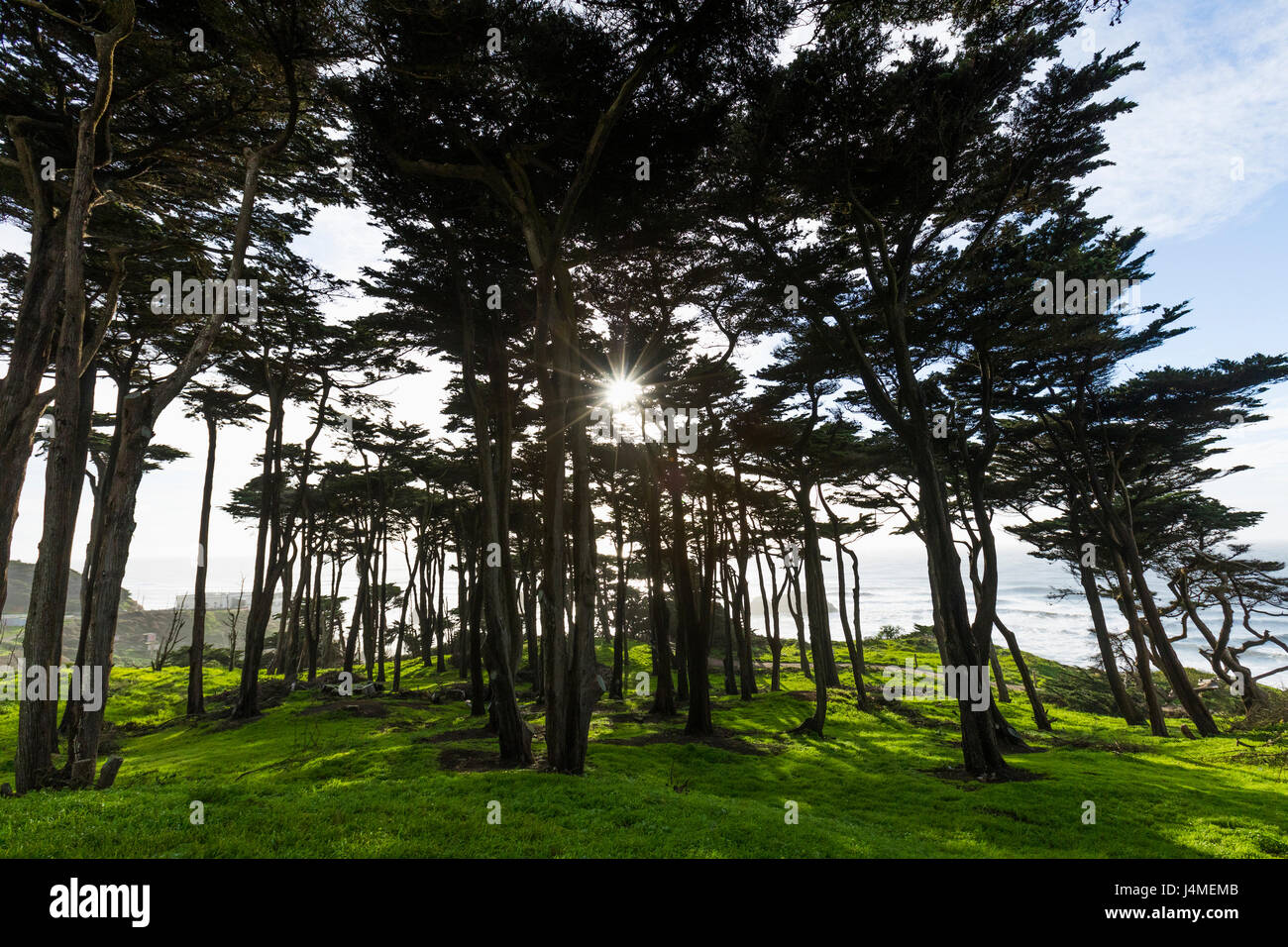 Sunbeams through trees hi-res stock photography and images - Alamy