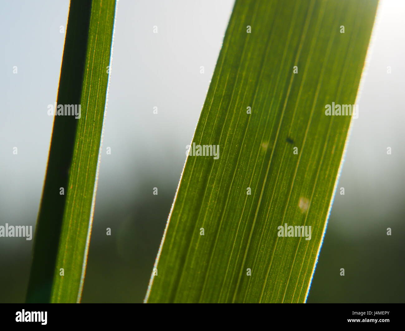 Extreme close up view of grass background abstract Stock Photo - Alamy