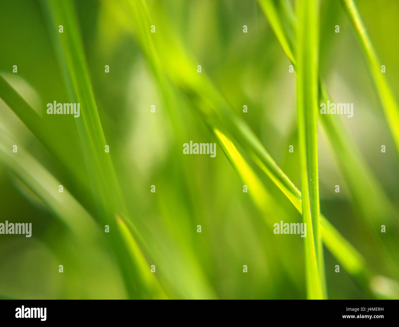 Extreme close up view of grass background abstract Stock Photo - Alamy