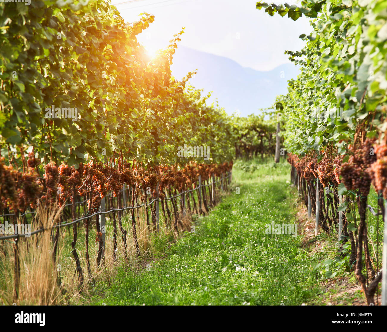 Row in vineyard Stock Photo - Alamy