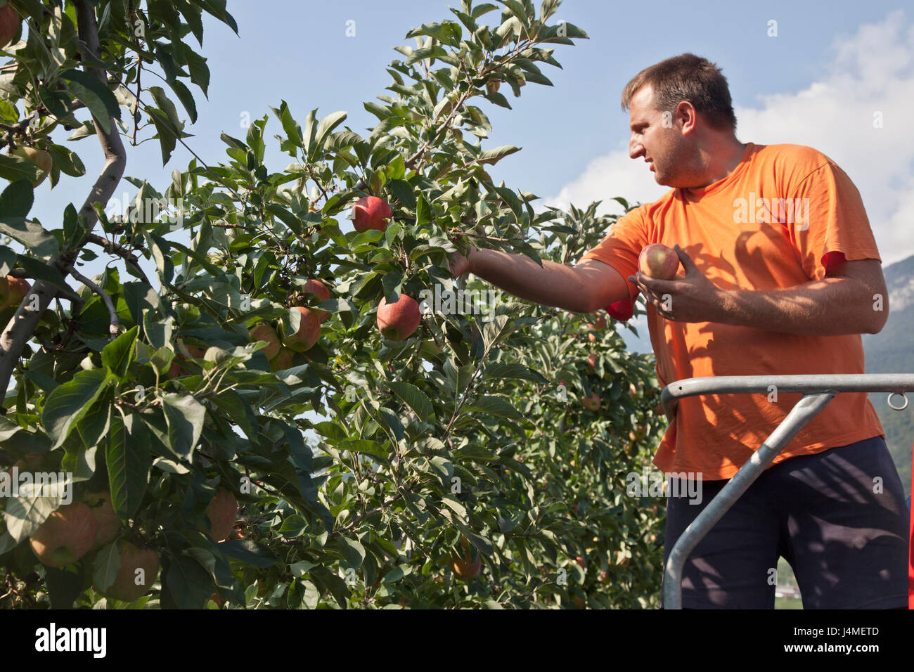 Man picking apples in orchard Stock Photo - Alamy