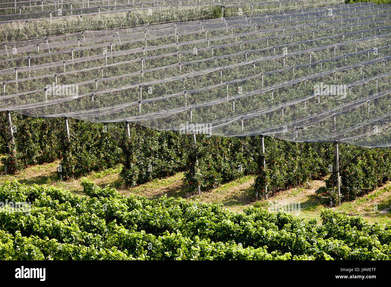 Vine netting hi-res stock photography and images - Alamy