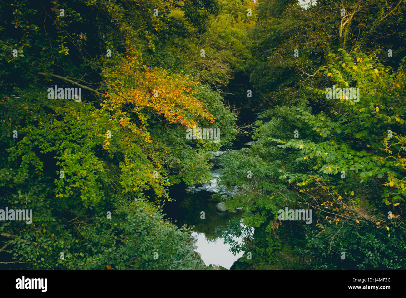 A calm peaceful scenic leaves showing a colours of fall Stock Photo - Alamy