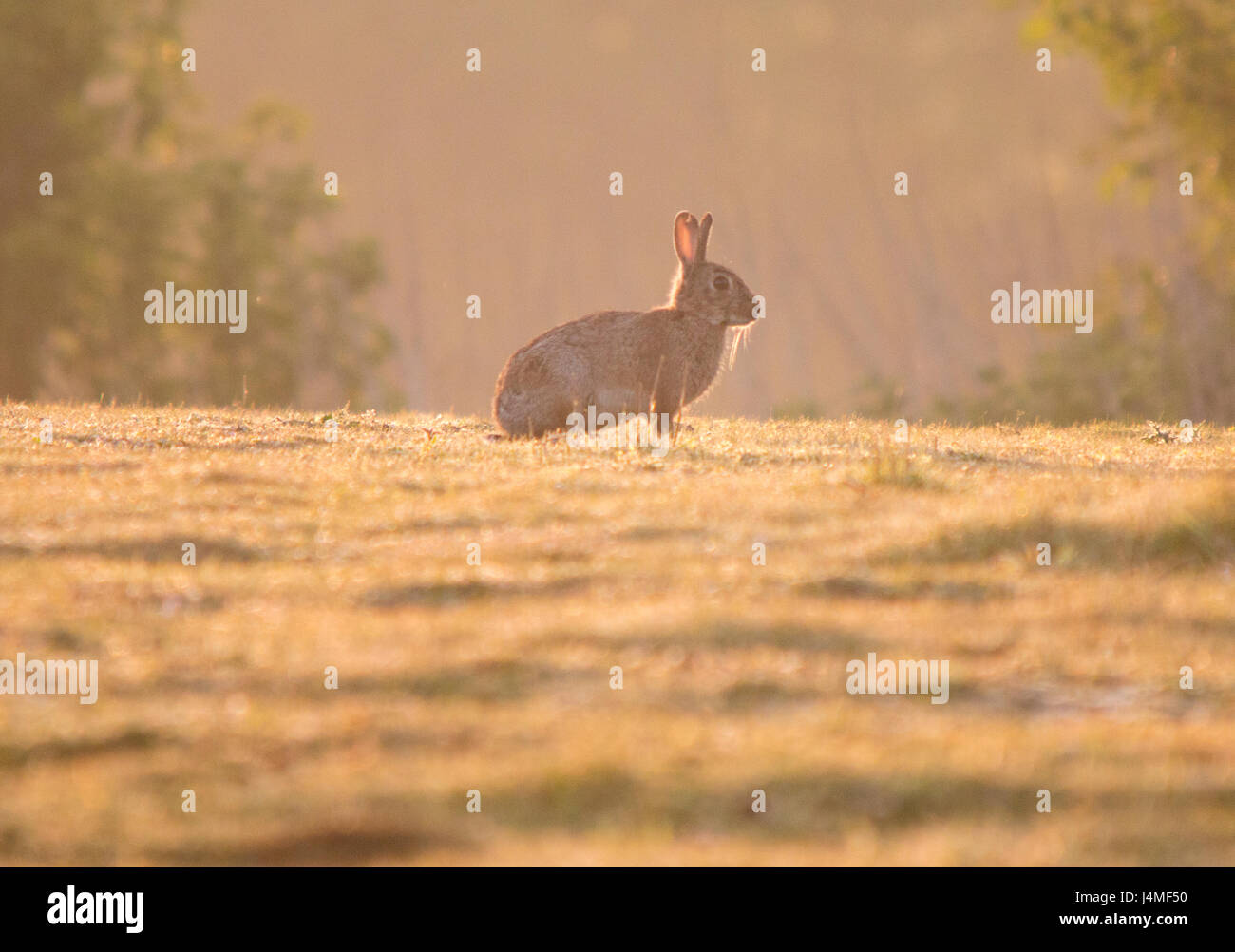Bunny sunbathing hi-res stock photography and images - Alamy