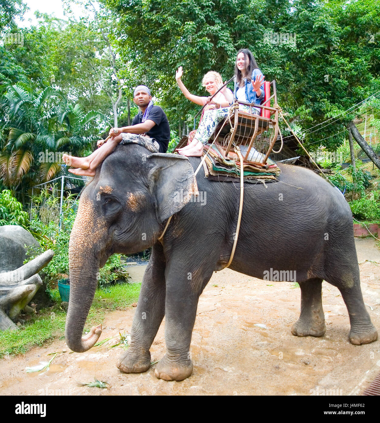 Thailand elephant ride hi-res stock photography and images - Alamy