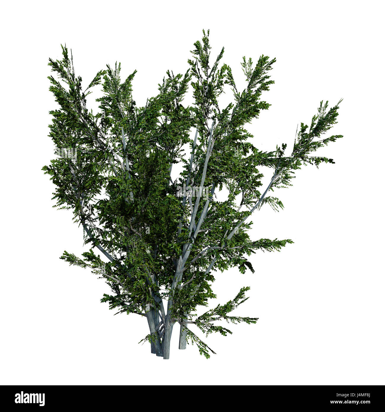 3D rendering of a creosote bush or Larrea tridentata or greasewood or ...