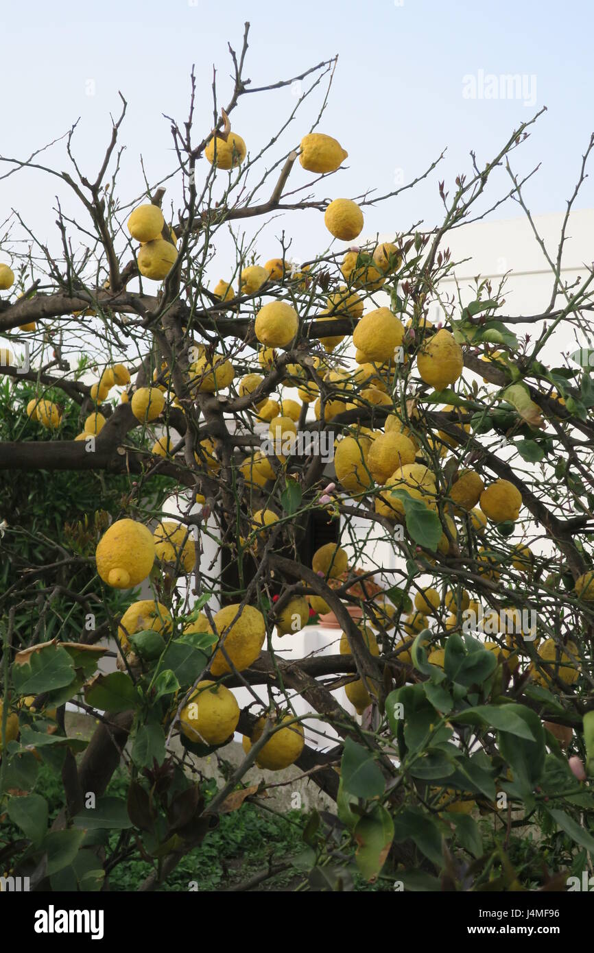 Lemons have lots of vitamine C, recommendable additive at nutrition ...