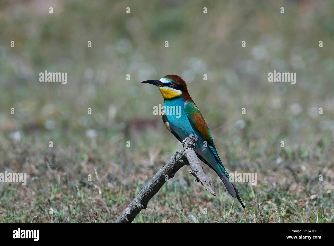 European bee-eater resting on a branch in its habitat Stock Photo - Alamy