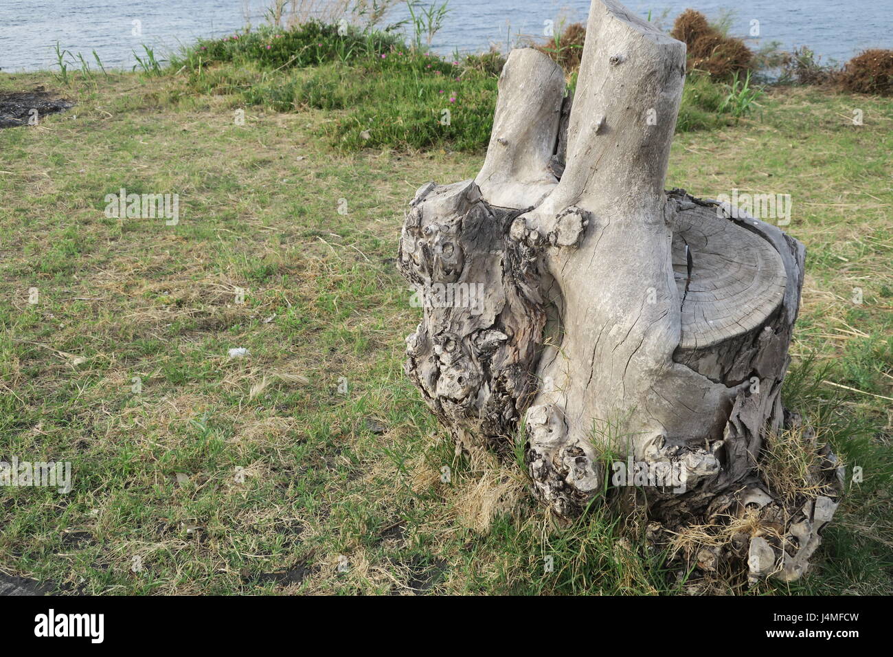 Large tree stump on a meadow in Stromboli island, Aeolian islands ...