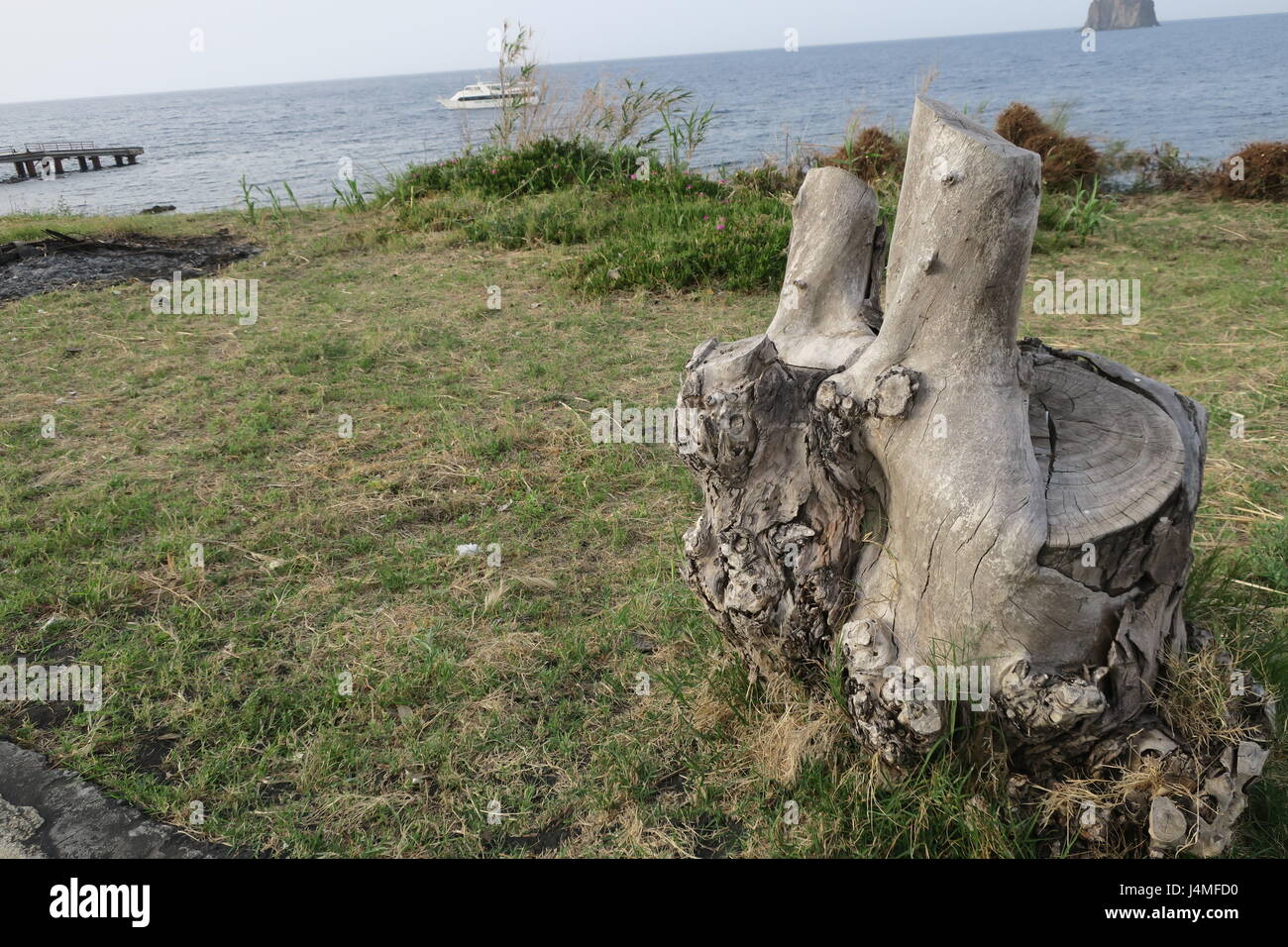 Large tree stump on a meadow in Stromboli island, Aeolian islands ...