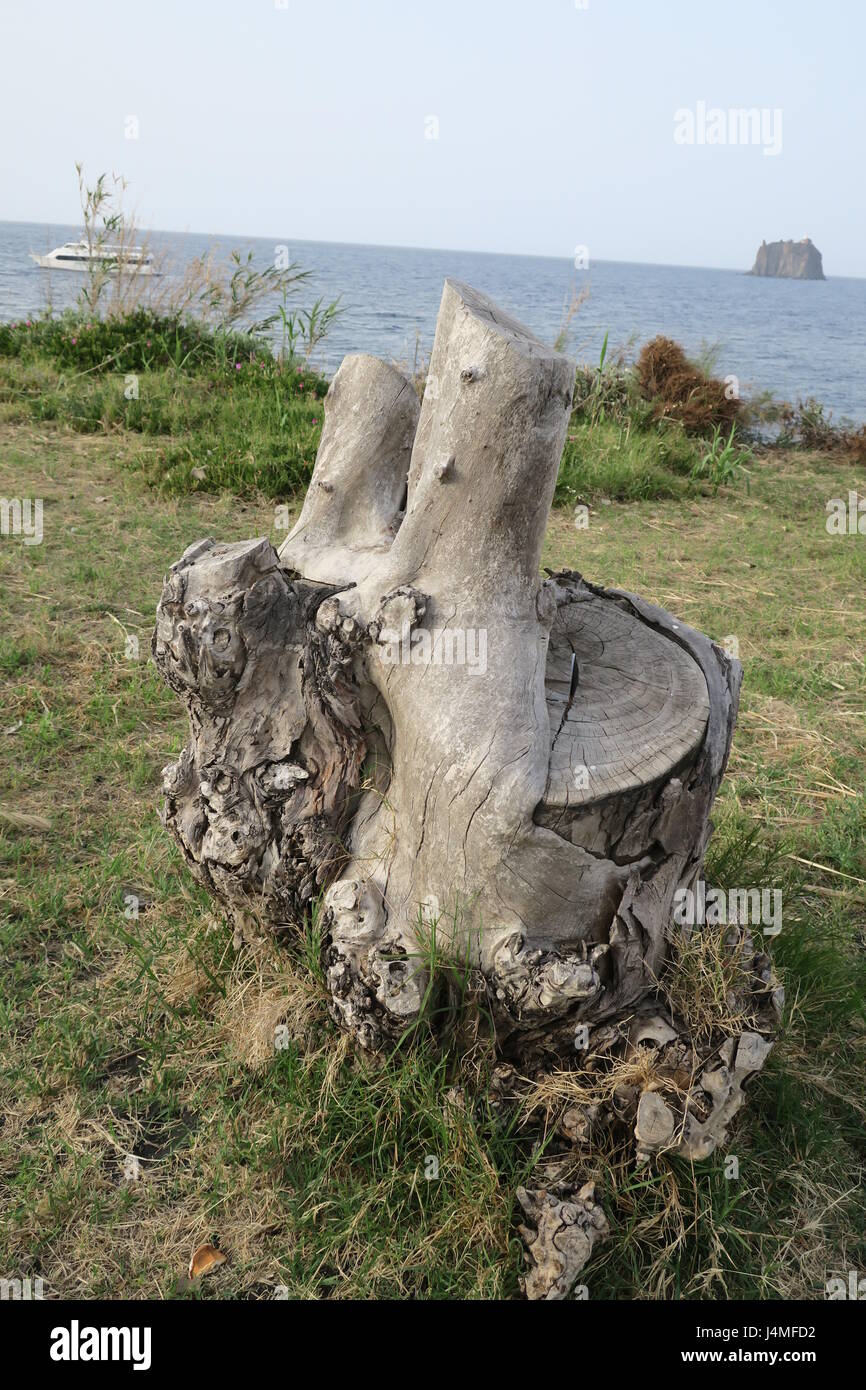 Large tree stump on a meadow in Stromboli island, Aeolian islands ...