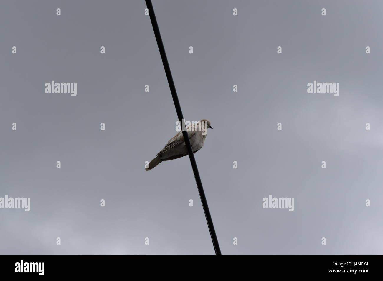 Dove Sitting On A Wire Stock Photo - Alamy