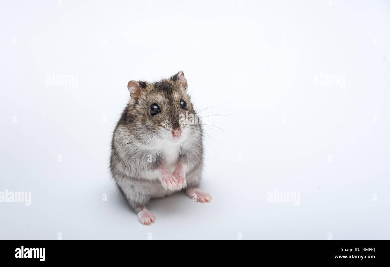 russian hamster in front of white background portrait, hamster Stock ...