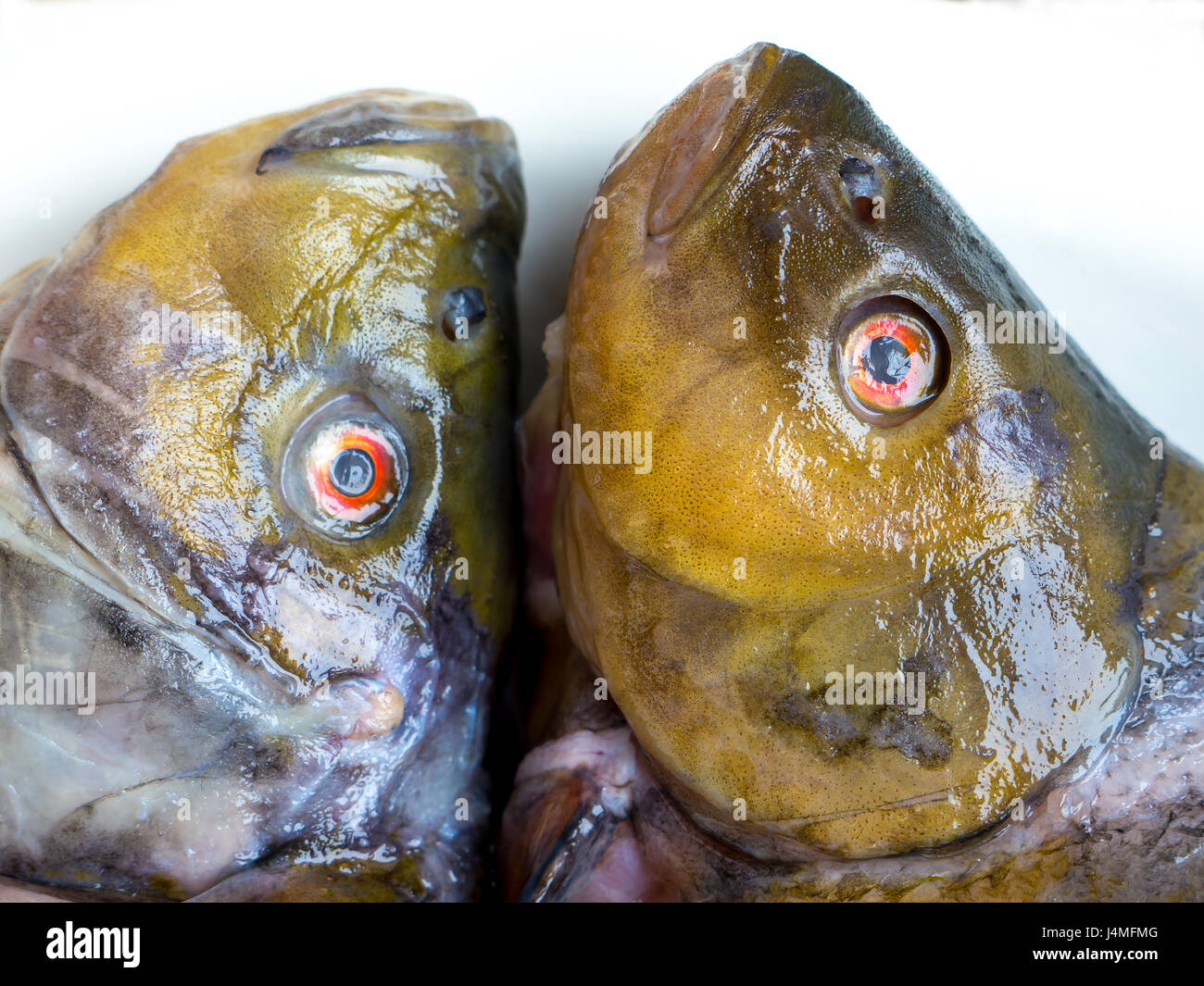 Tench fish hi-res stock photography and images - Alamy