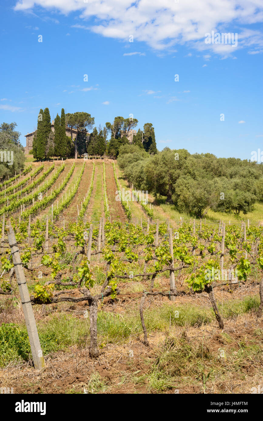 Italian Vineyard in spring in countryside of Rome Stock Photo - Alamy