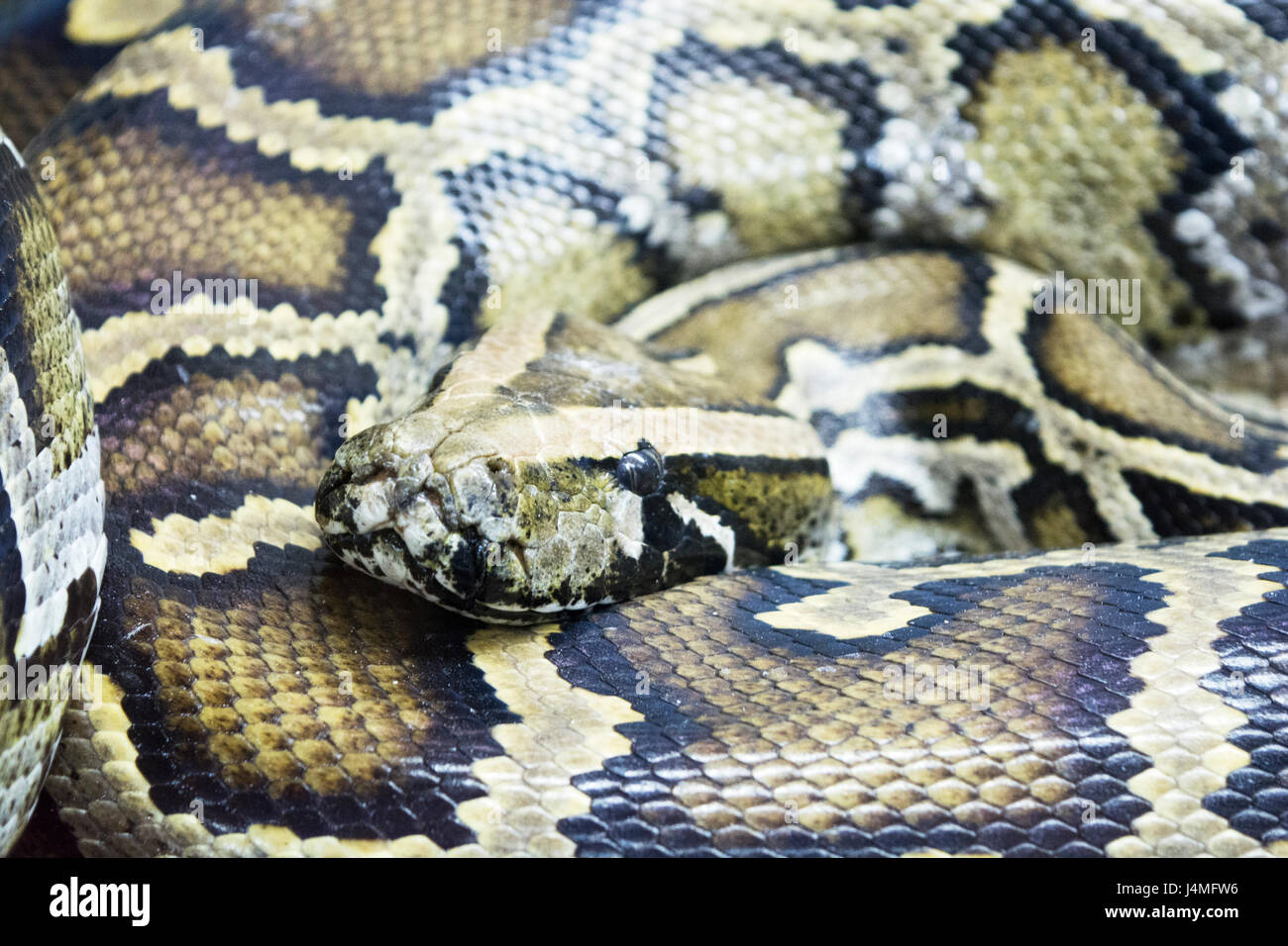 Python molurus india hi-res stock photography and images - Alamy