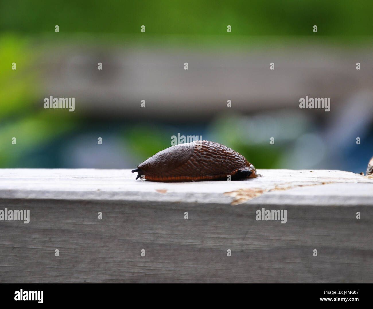 Slug on plank Stock Photo - Alamy