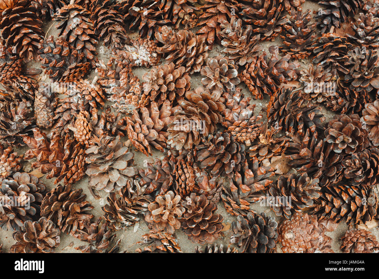 Top view pine cones background Stock Photo - Alamy