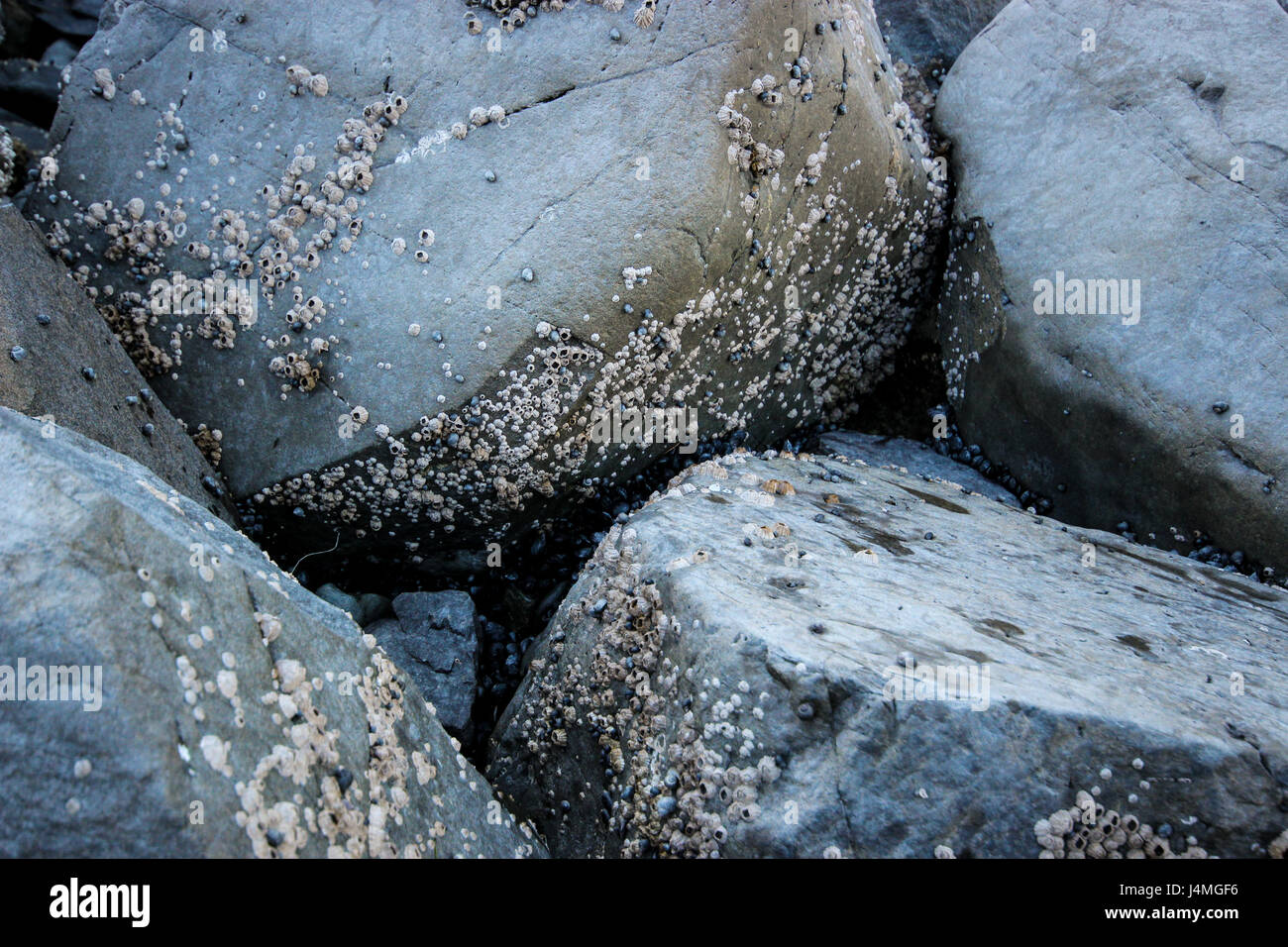 Boulders in a tidepool with barnacle crust. Seward, Alaska, USA Stock ...
