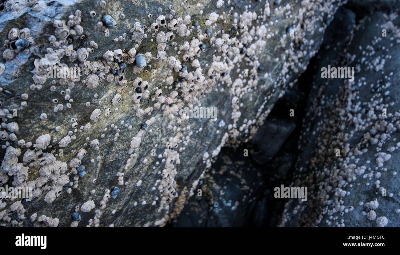 Barnacle pattern hi-res stock photography and images - Alamy