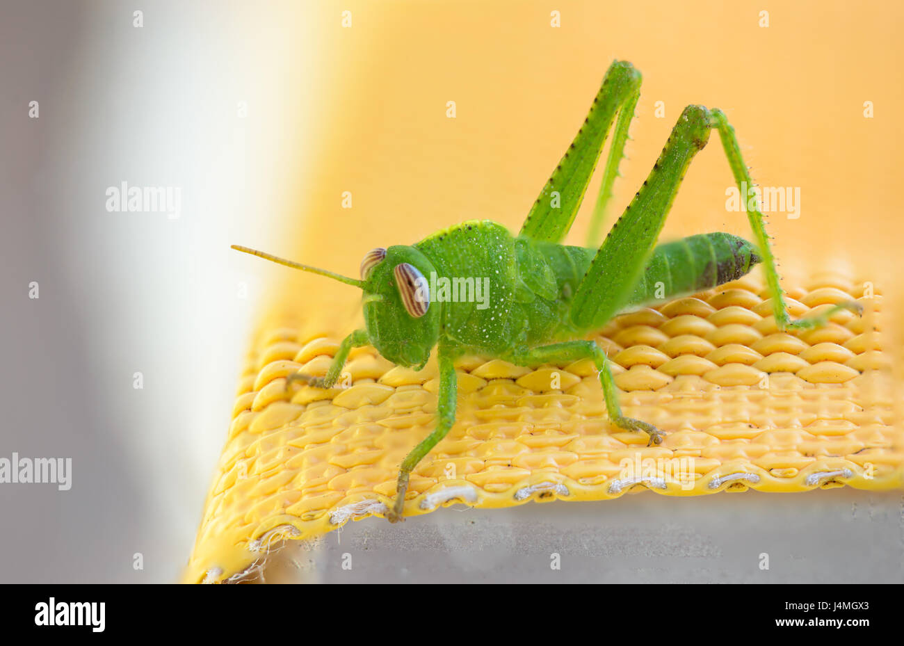 a nice little green hopper on a deckchair Stock Photo - Alamy