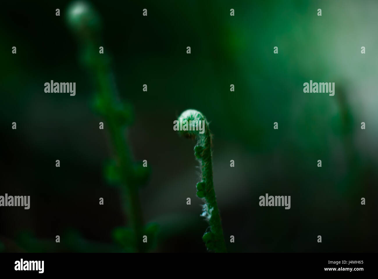 Flower seedling growing Stock Photo - Alamy