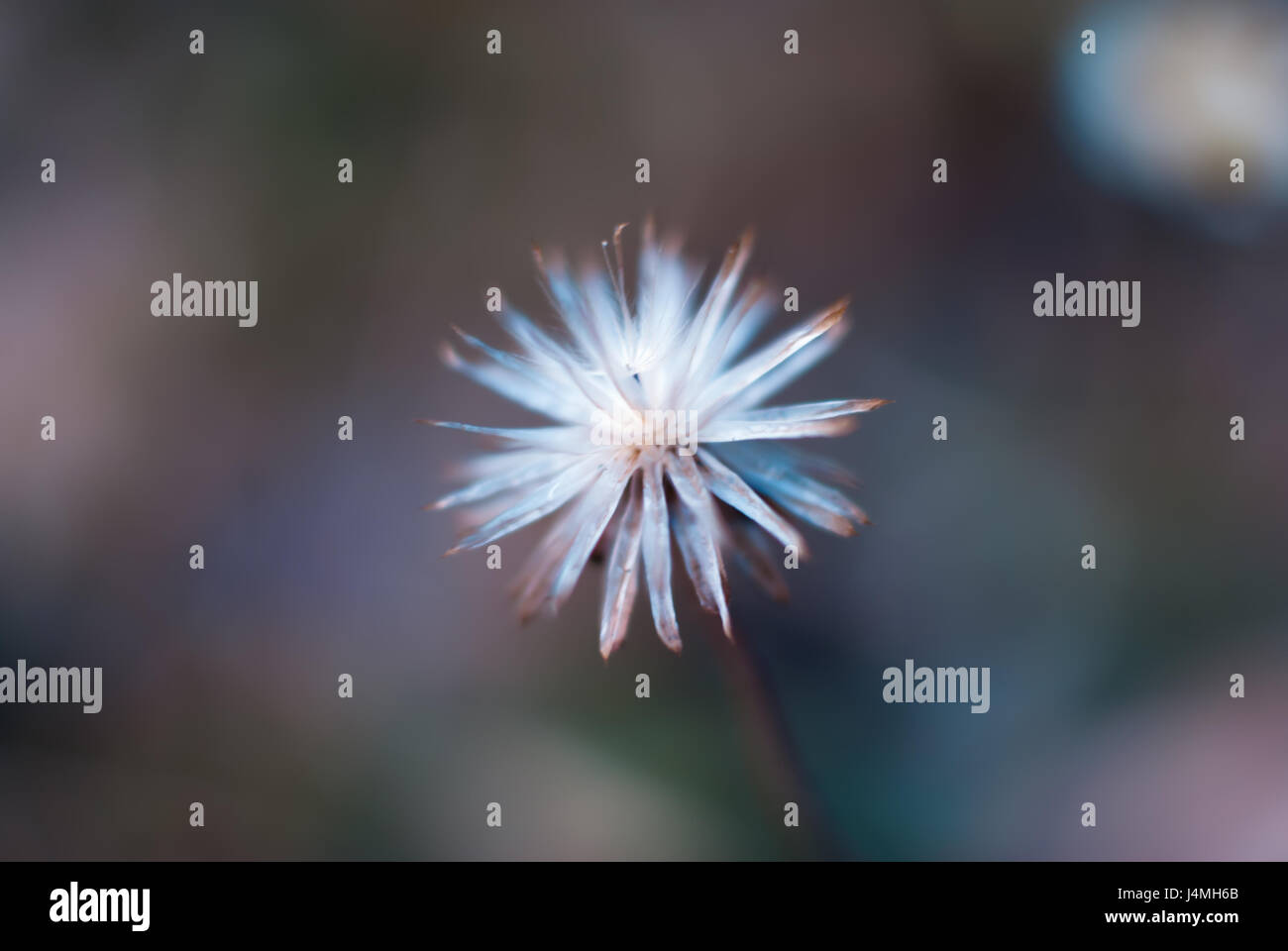Close-Up Of Small Plant Stock Photo - Alamy