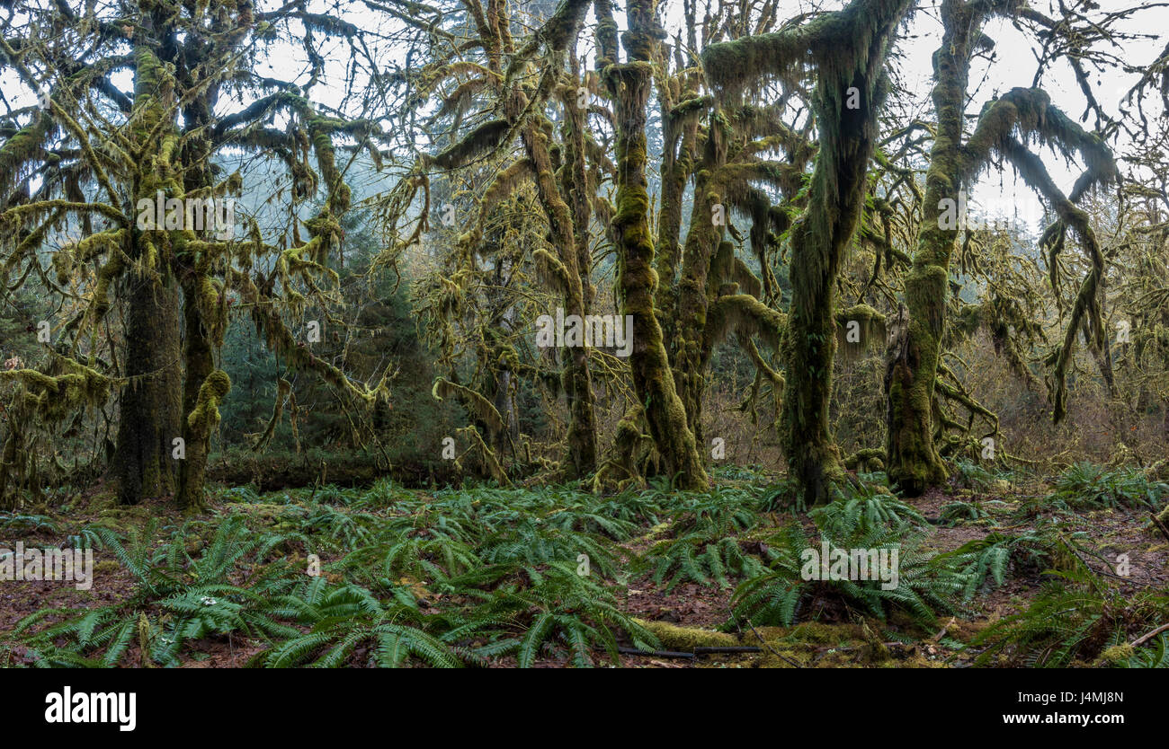 Grove hall park hi-res stock photography and images - Alamy