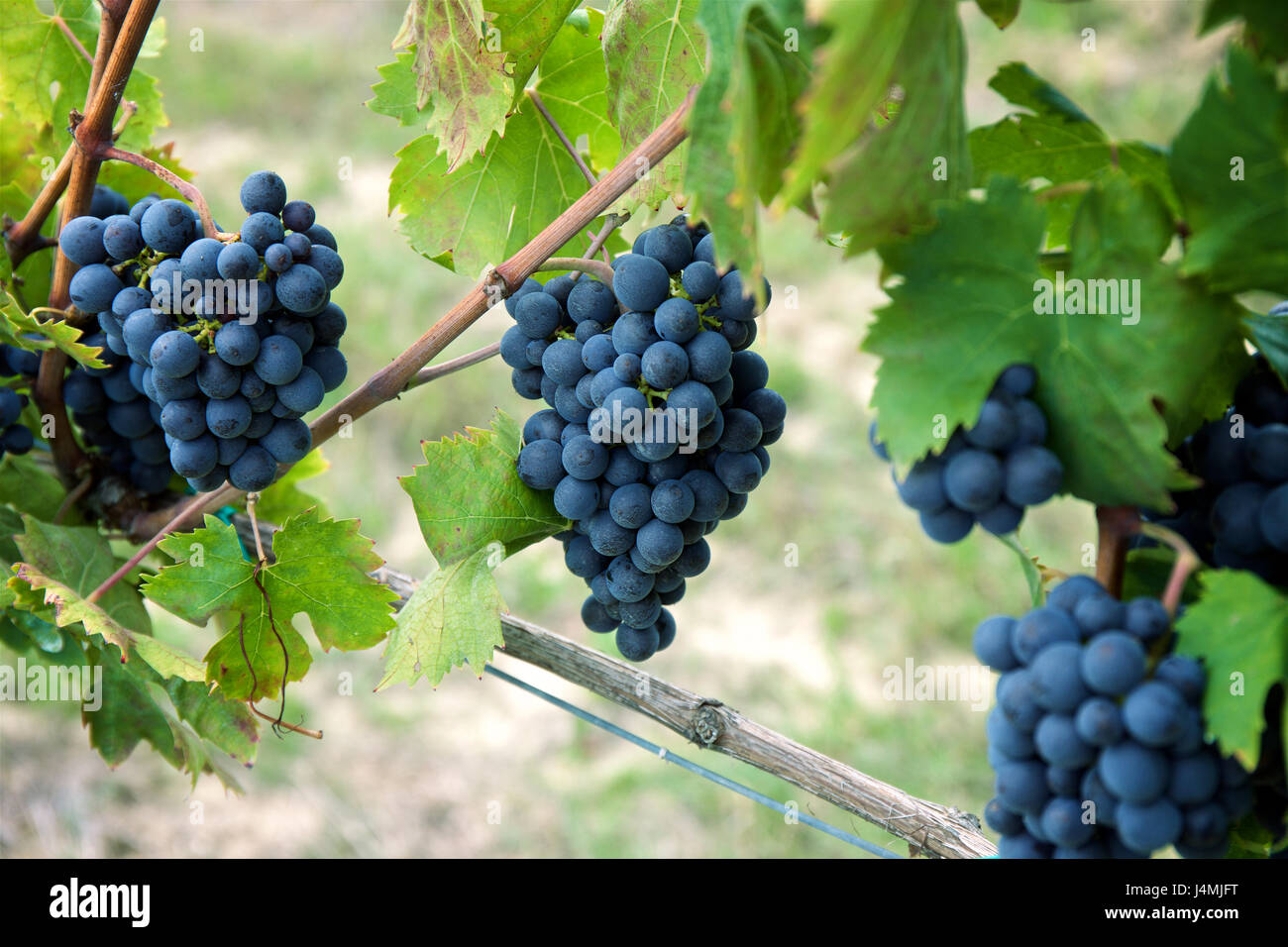 Red wine grapes on old vine Stock Photo - Alamy