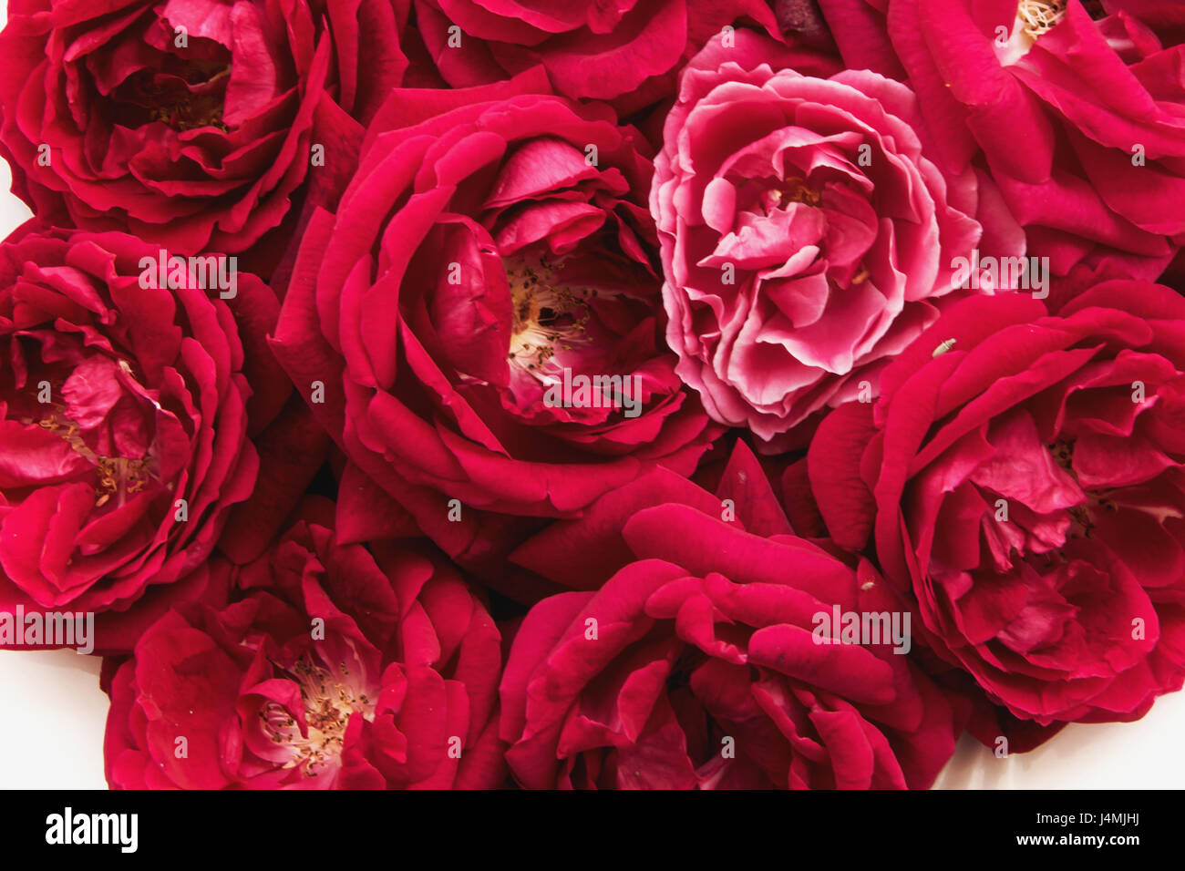 So many fresh rosses (close-up Stock Photo - Alamy