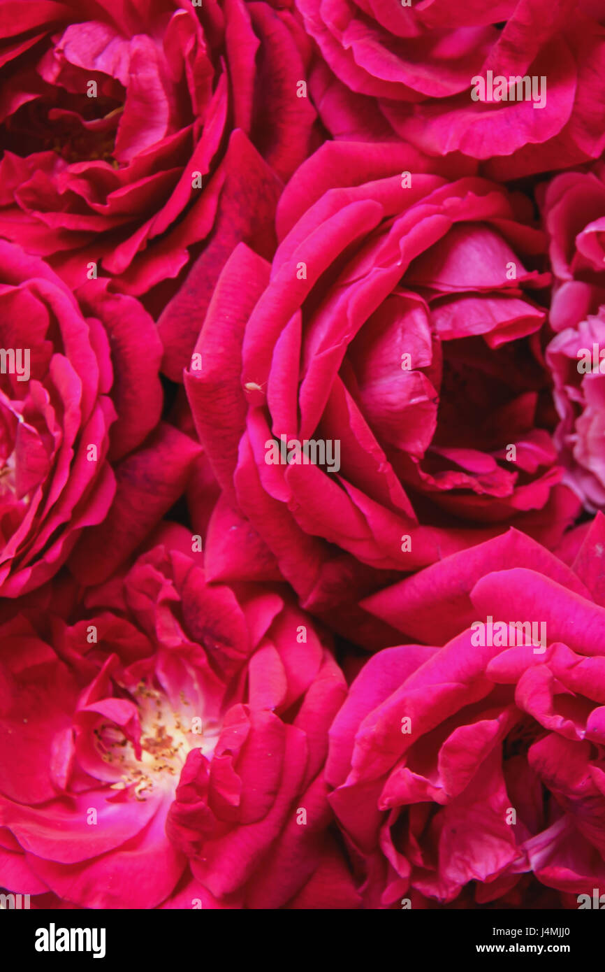 So many fresh rosses (close-up Stock Photo - Alamy