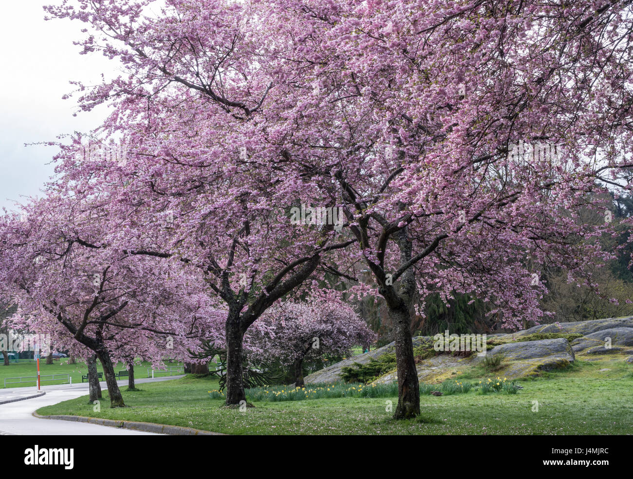 Cherry blossoms in Beacon Hill Park in Victoria, British Columbia ...