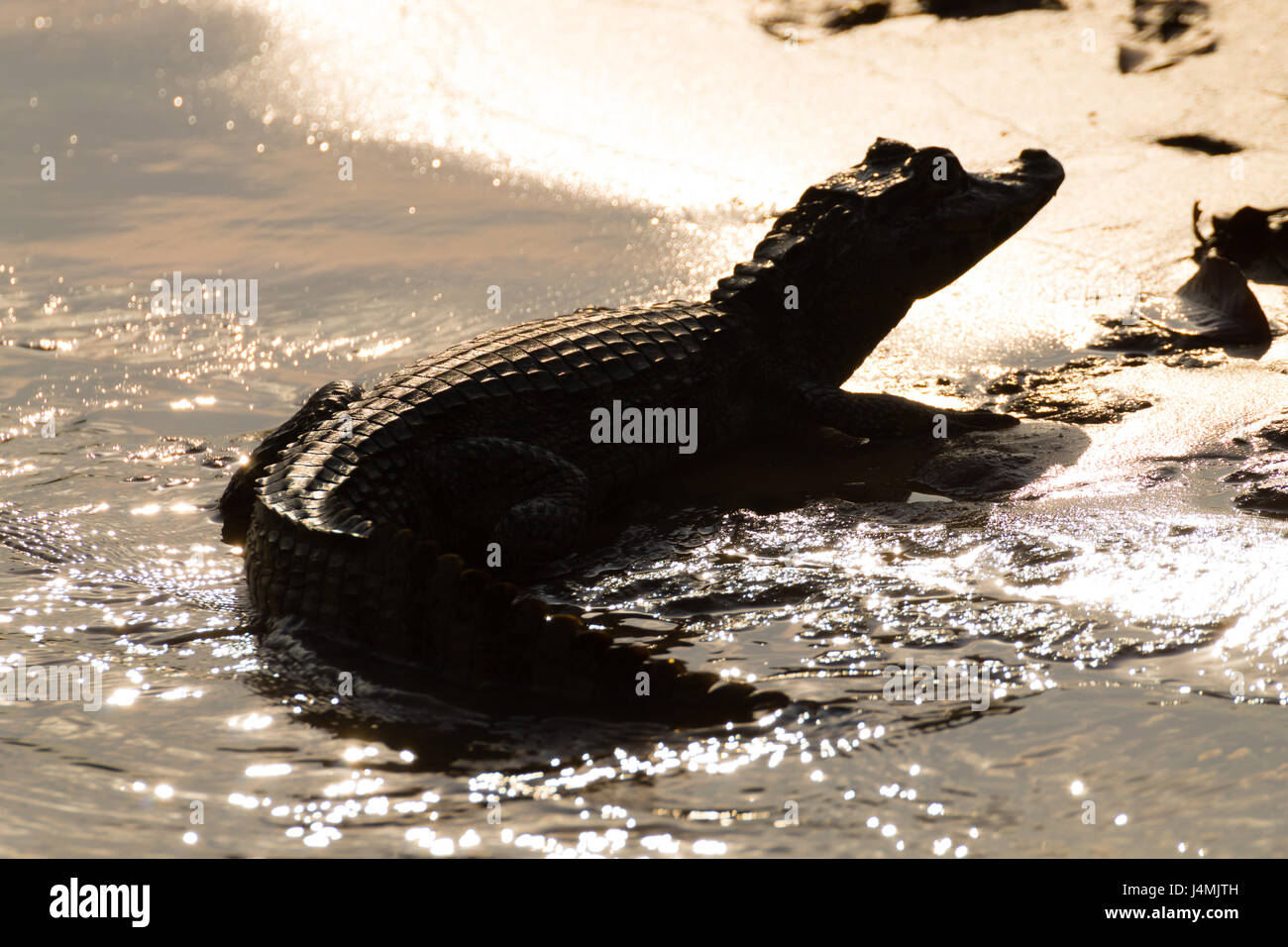 Caiman floating on the surface of the water in Pantanal, Brazil ...
