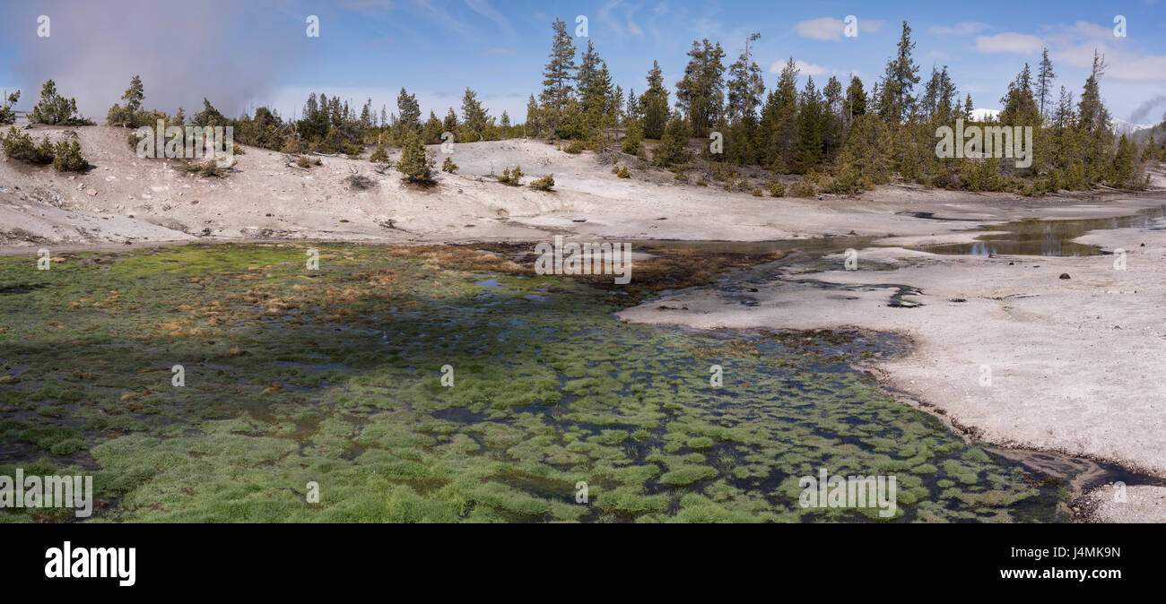 A mixture of lush green and barren ground in the Norris Geyser Basin in ...