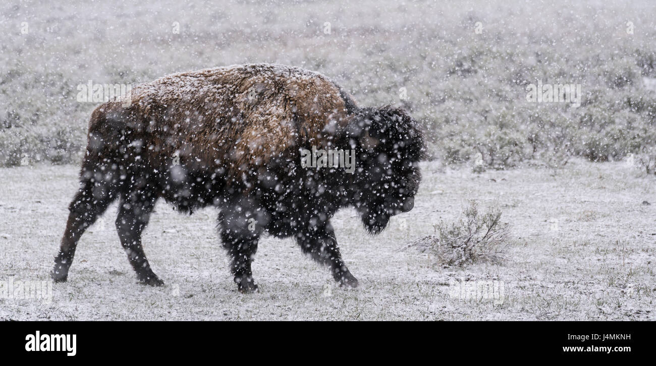 Yellowstone river and bison hi-res stock photography and images - Alamy