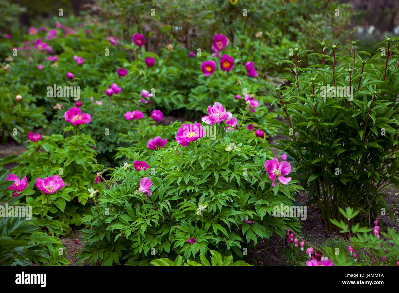 Peonies flowering in botanical garden in Leiden, Netherlands Stock ...
