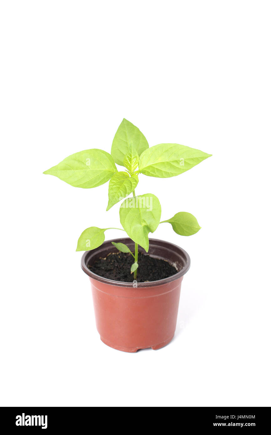 Ghost jolokia Cut Out Stock Images & Pictures - Alamy