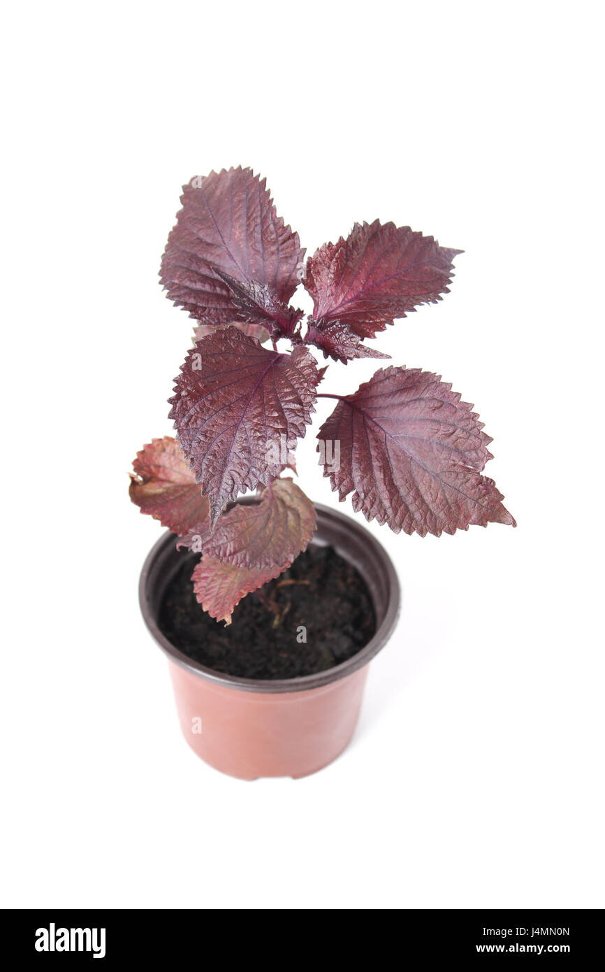 Purple basil in pot hi-res stock photography and images - Alamy