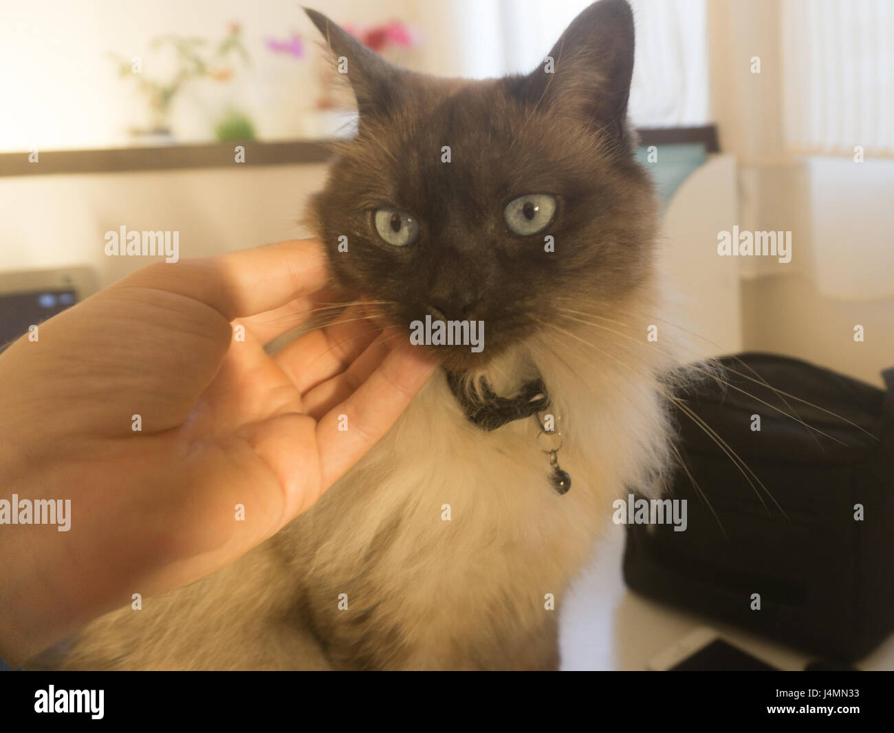 Cuddlecat hi-res stock photography and images - Alamy