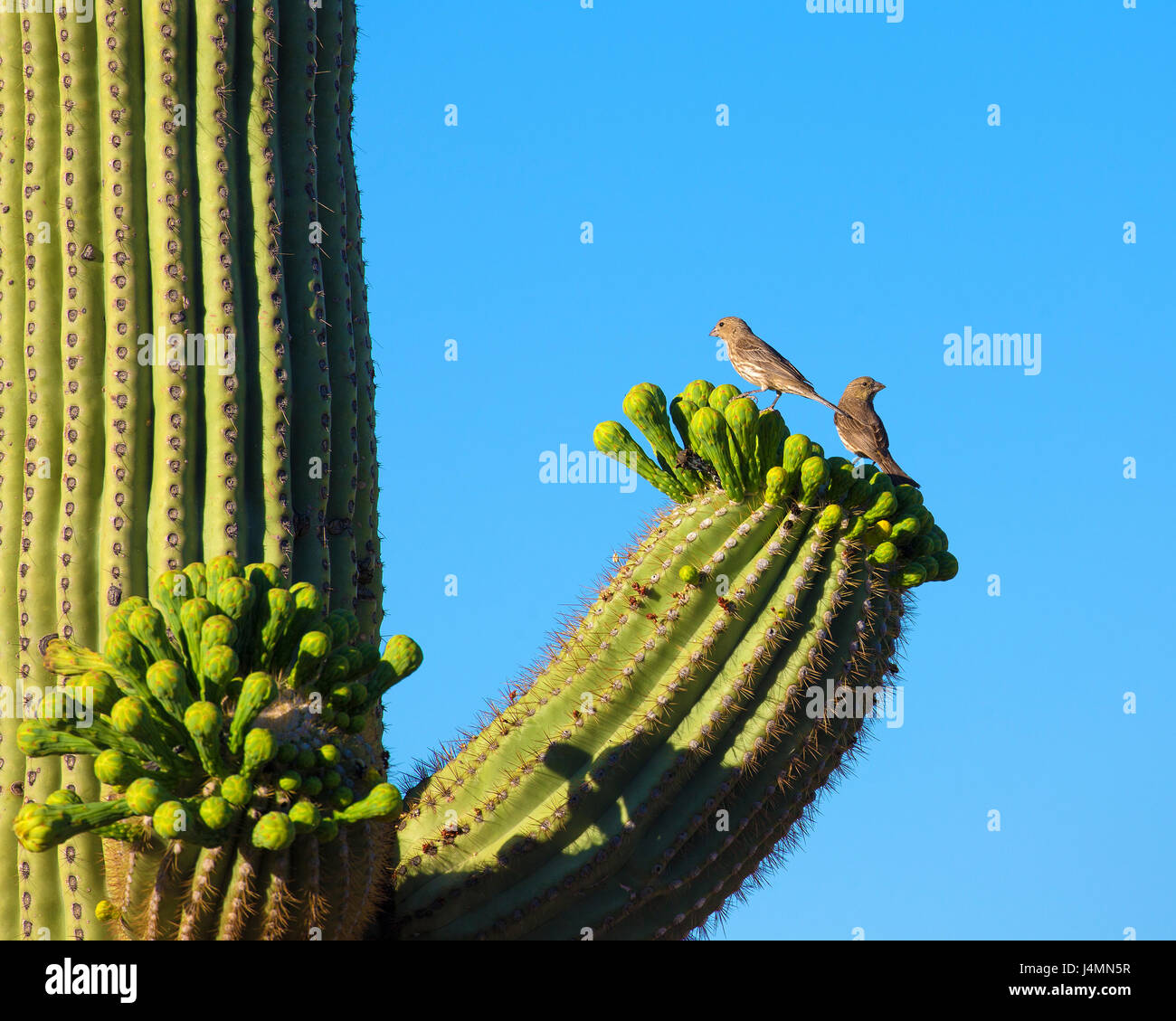 Birds of the sonoran desert hi-res stock photography and images - Alamy