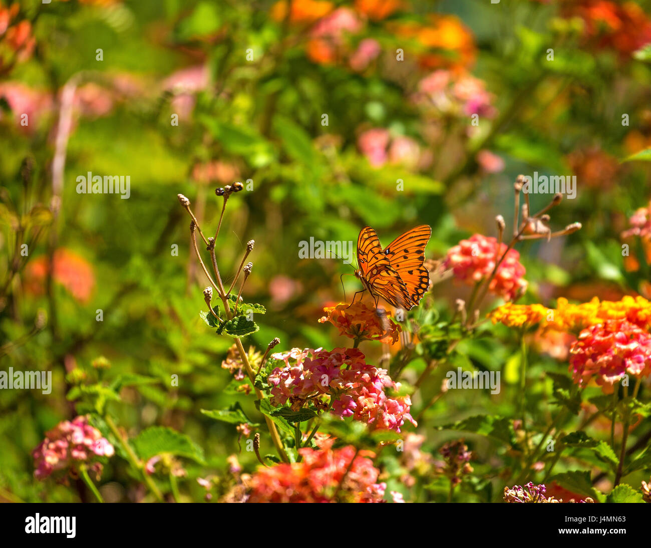 Multi color butterfly hi-res stock photography and images - Alamy