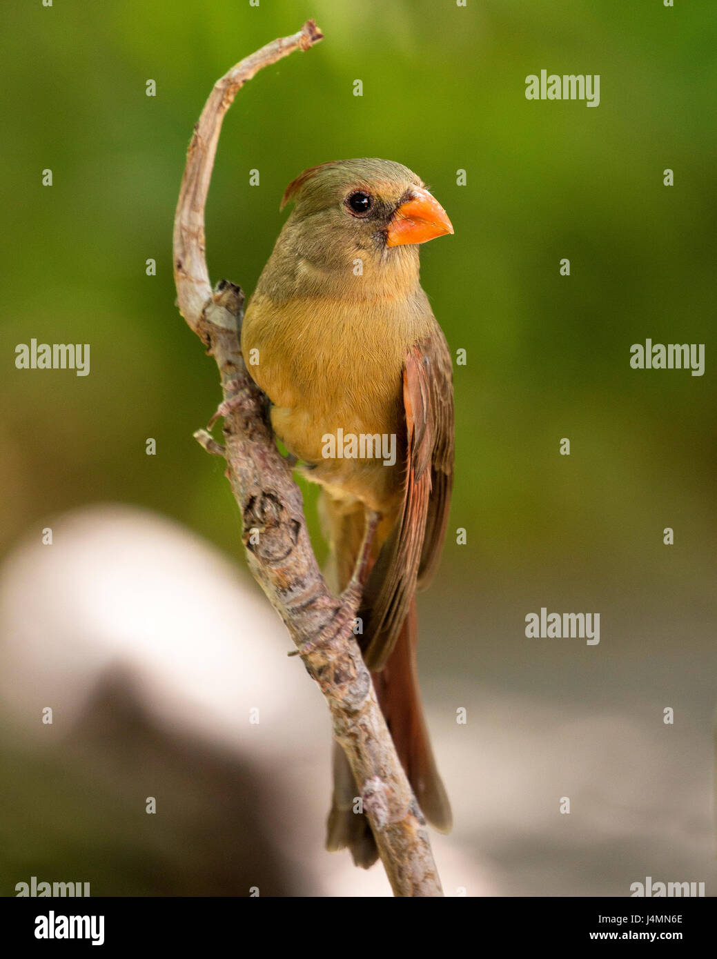 Close up female body parts hi-res stock photography and images - Alamy