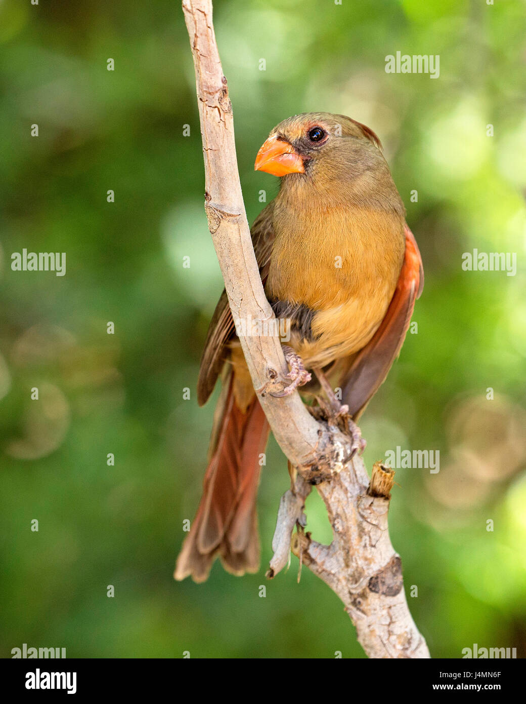 Close up female body parts hi-res stock photography and images - Alamy