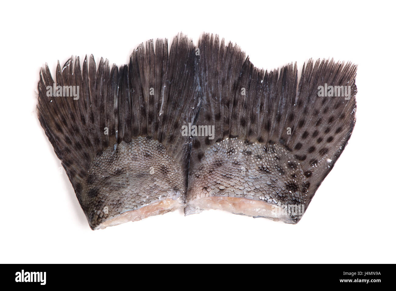 Tail of fish isolated on white background Stock Photo - Alamy