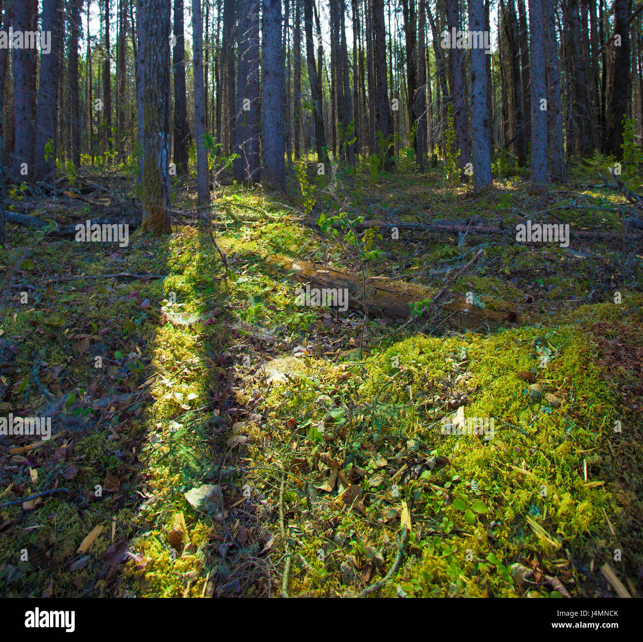 Light shining through trees hi-res stock photography and images - Alamy