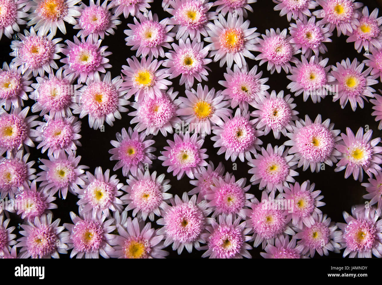 Pink daisy flowers floating in water Stock Photo - Alamy
