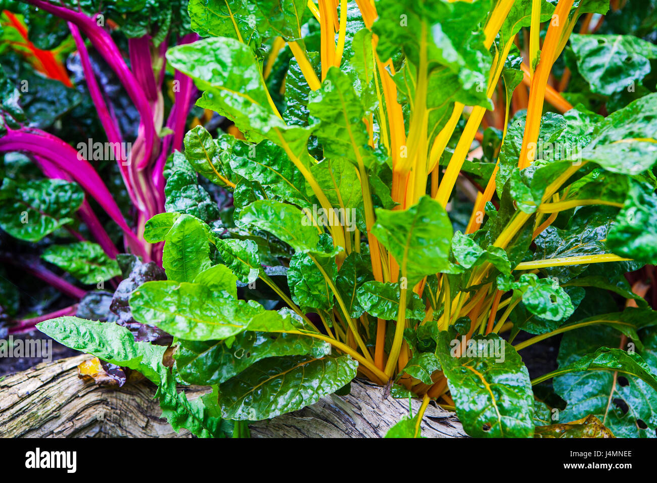 Colorful chard growing at the allotment Stock Photo - Alamy
